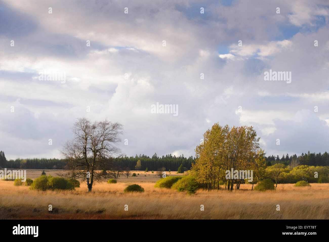 Belgium, High Fens, Hautes Fagnes, nature reserve High Fens-Eifel ...