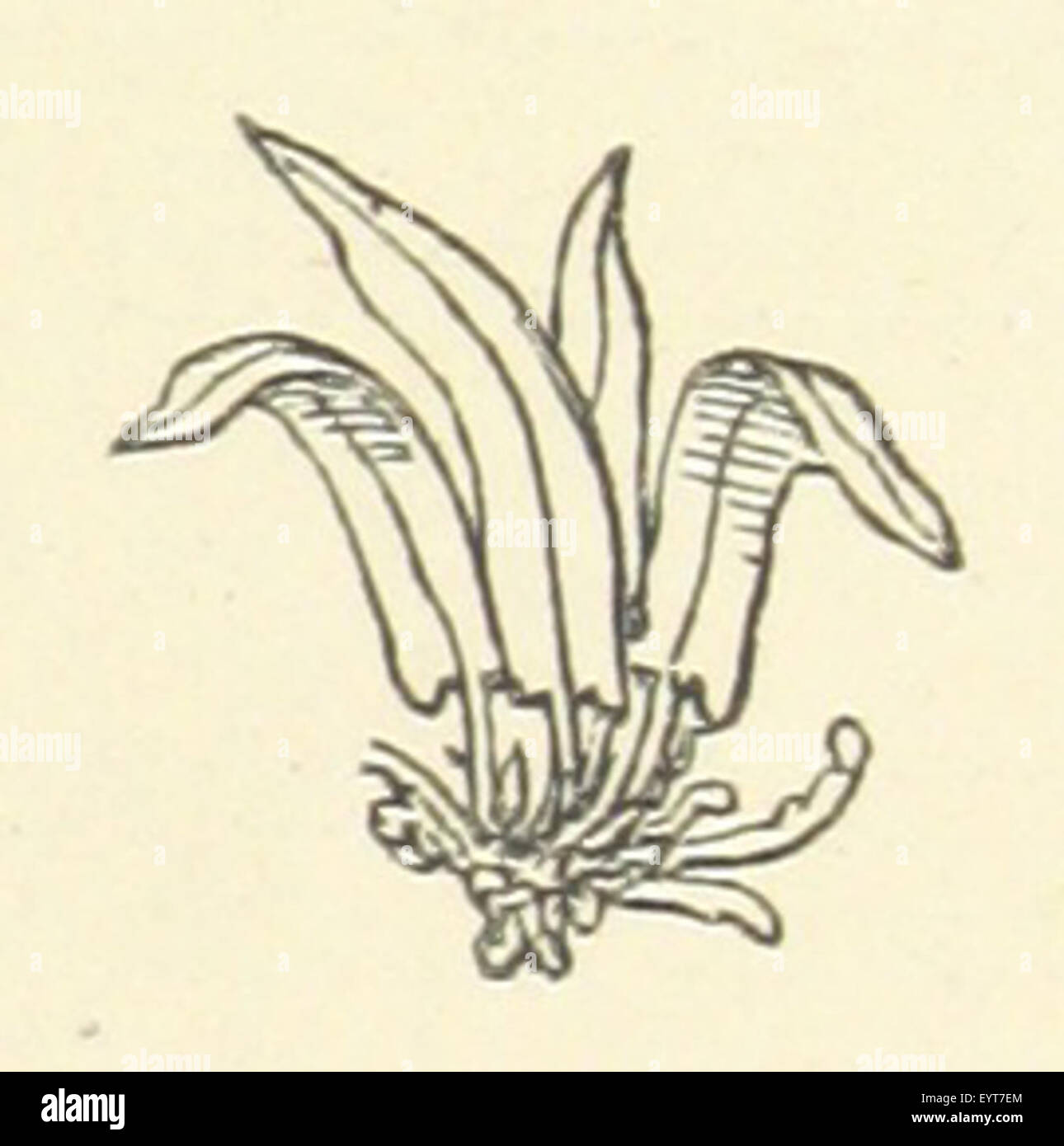 Photograph From Page 37 Of Aunt Judys Song Book For Likely Featuring An Illustration Or