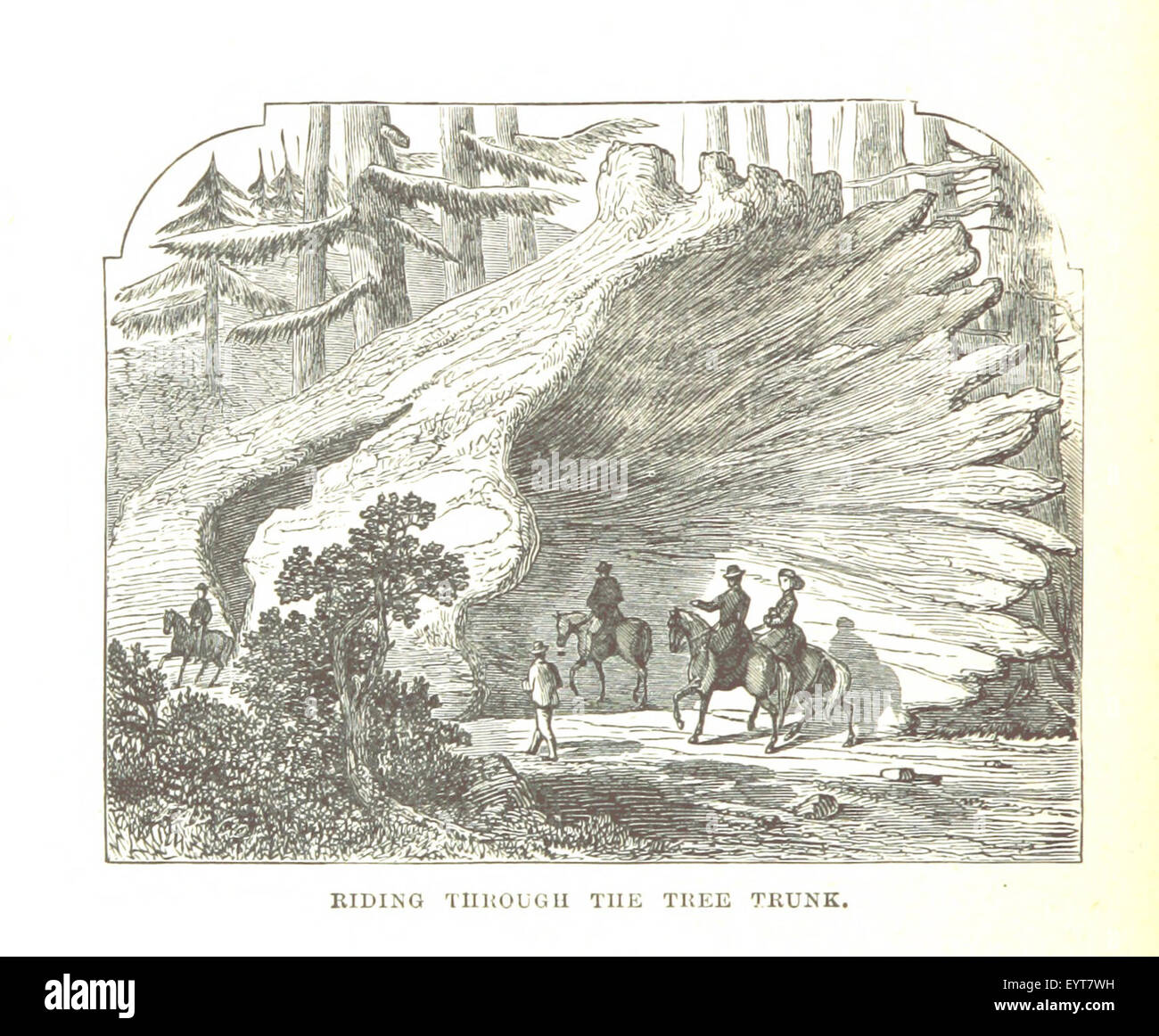 A photograph from page 384 of 'Discovery of the Yosemite', documenting ...