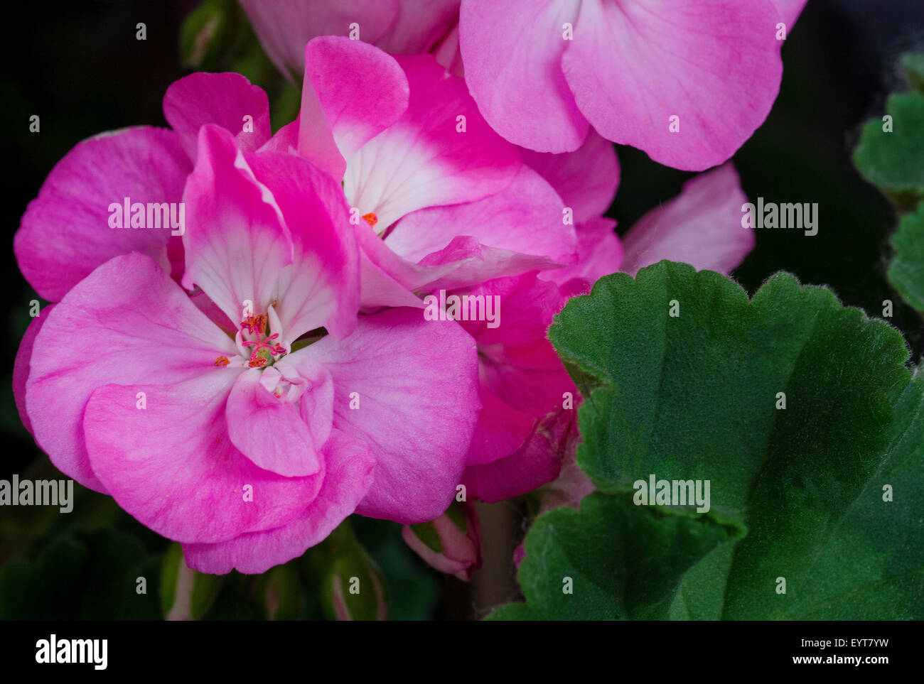 Pink geranium flower Stock Photo - Alamy