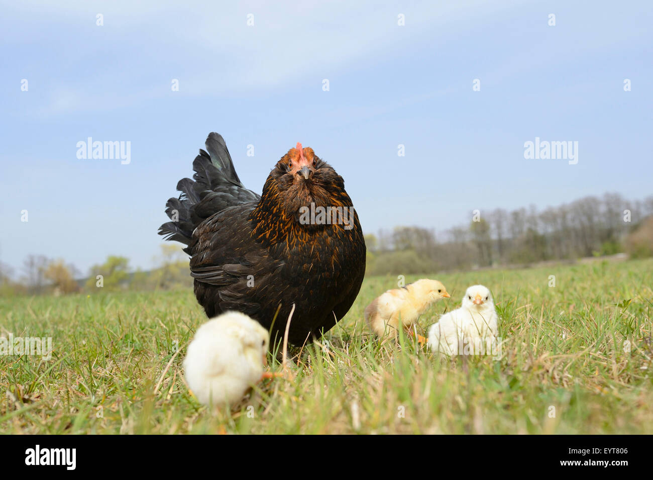 chicken, Gallus gallus domesticus, meadow, frontal, standing, looking ...