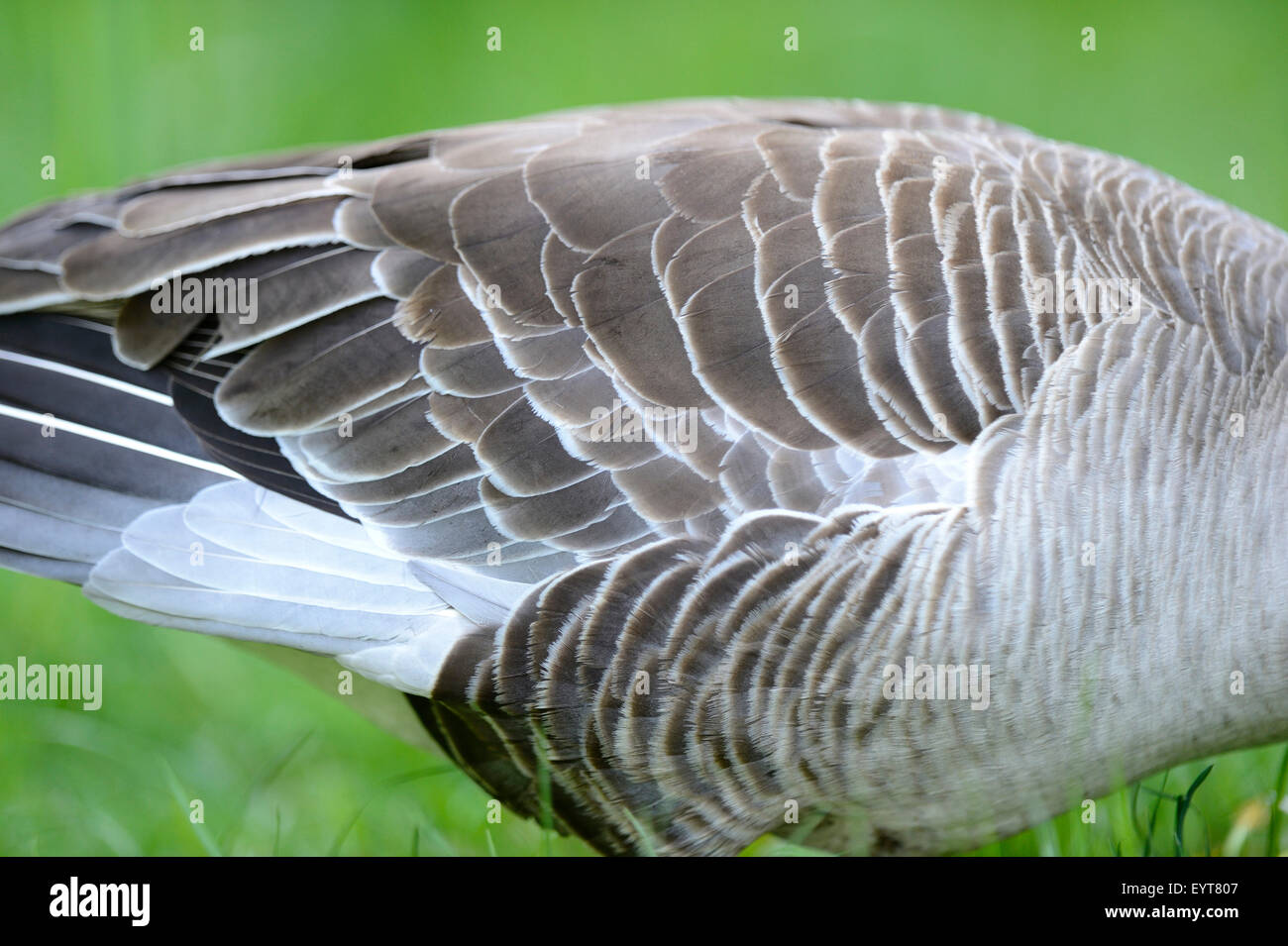 grey goose, Anser anser, body, side view, detail Stock Photo - Alamy