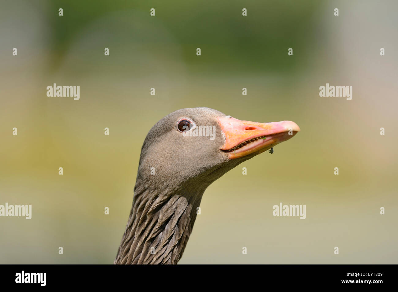 grey goose, Anser anser, portrait, side view Stock Photo - Alamy