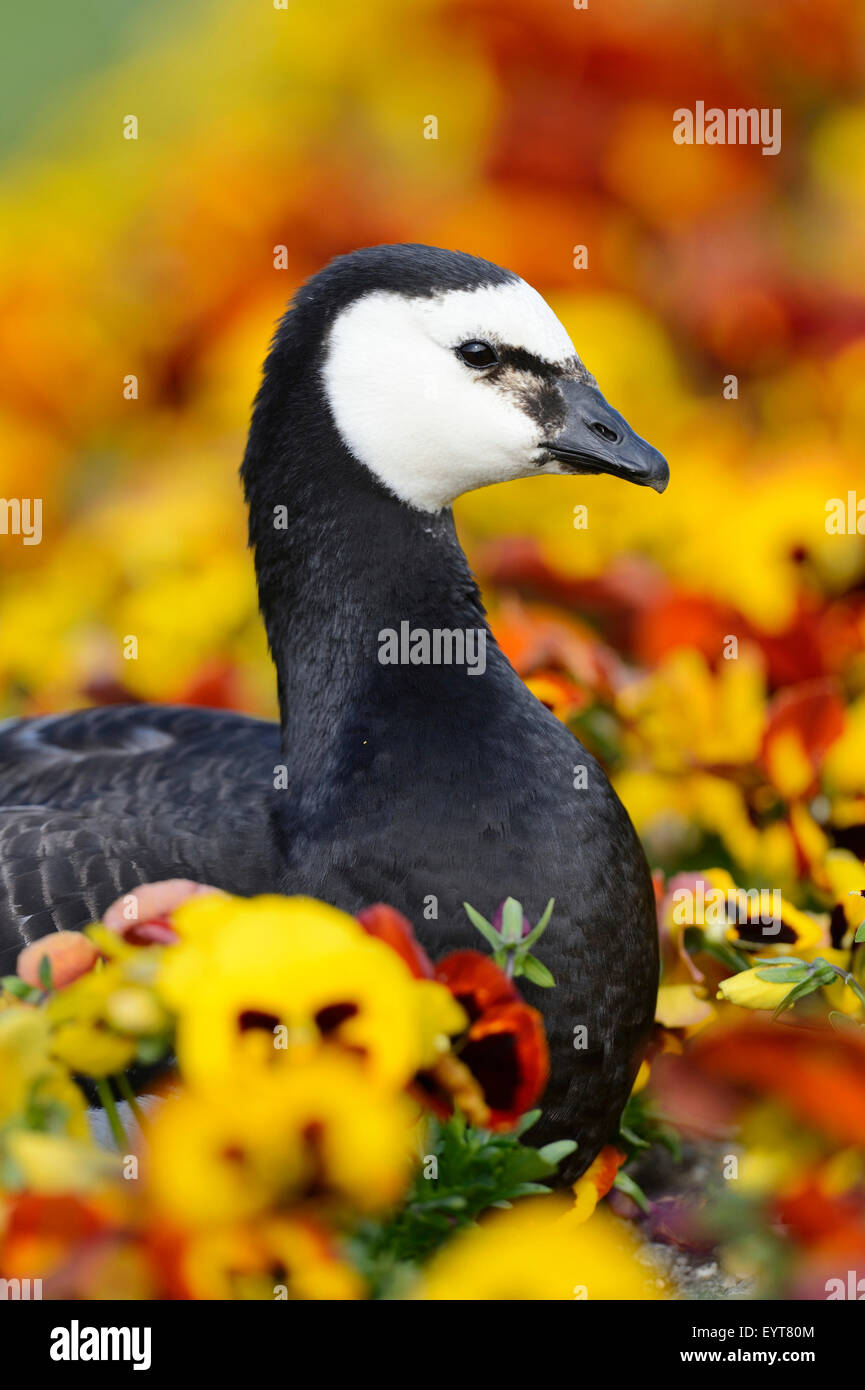 barnacle goose, Branta leucopsis, flowerbed, side view, lying Stock ...