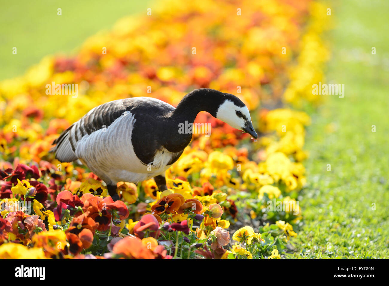 barnacle goose, Branta leucopsis, flowerbed, side view, standing Stock ...