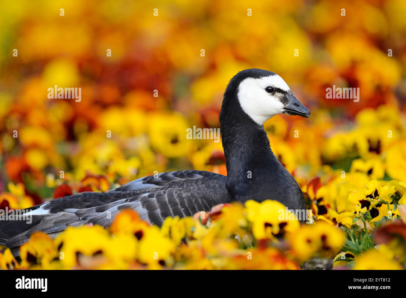 barnacle goose, Branta leucopsis, flowerbed, side view, lying Stock ...