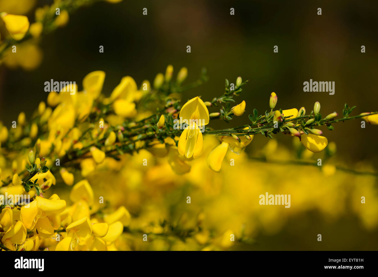 Genista germanica hi-res stock photography and images - Alamy