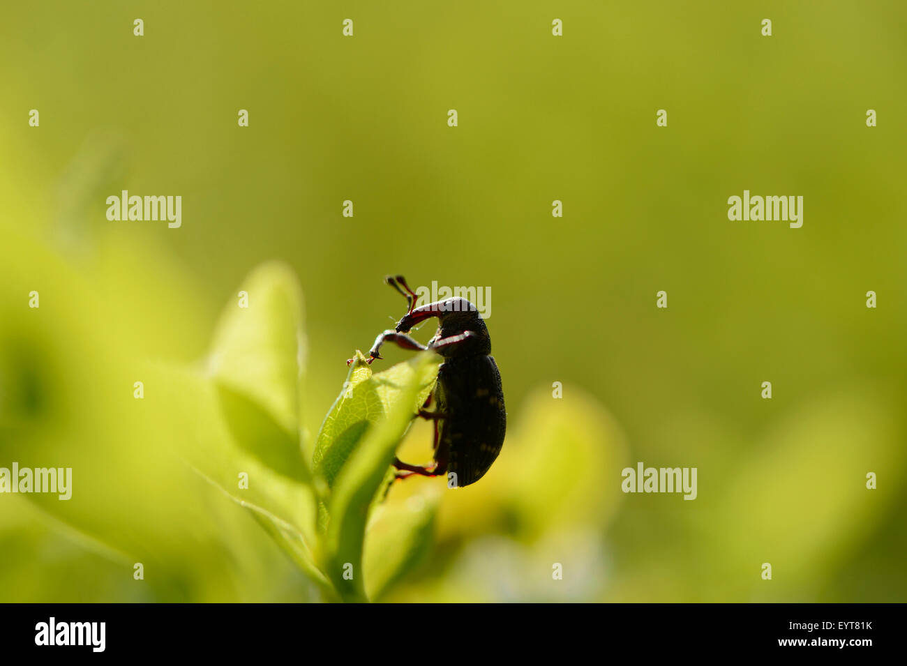 clover leaf weevil, Donus zoilus, side view, sitting Stock Photo - Alamy