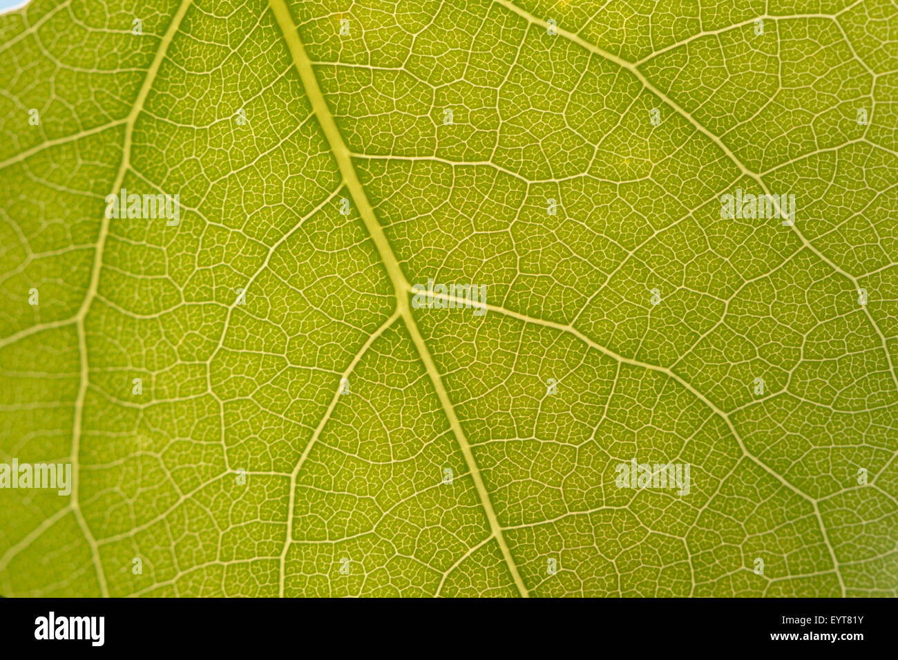 European aspen, populus tremula, leaf, detail Stock Photo - Alamy