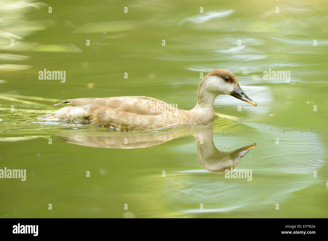 Female red crested duck hi-res stock photography and images - Alamy