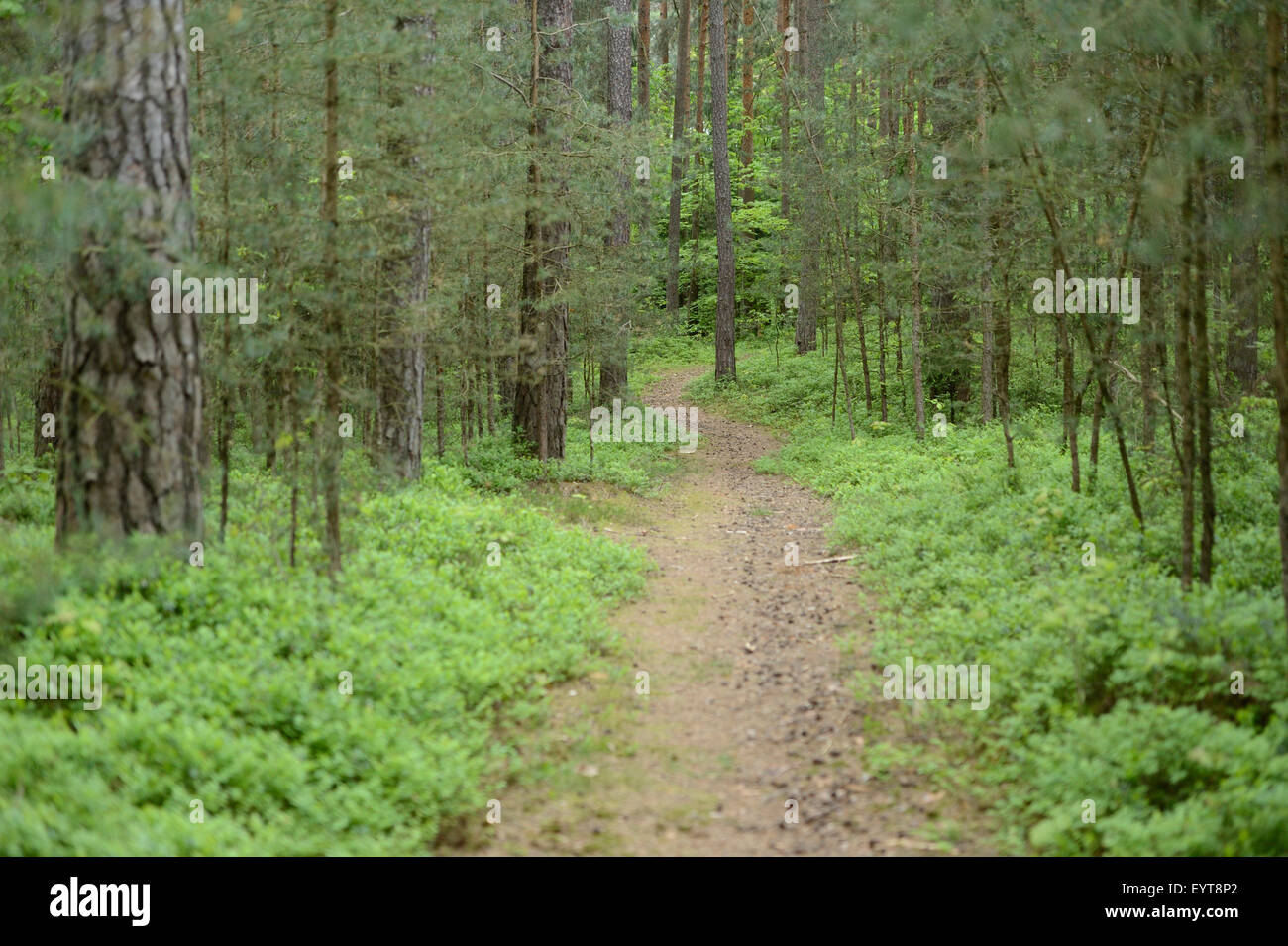way, pinewood, Pinus sylvestris, scenery Stock Photo - Alamy