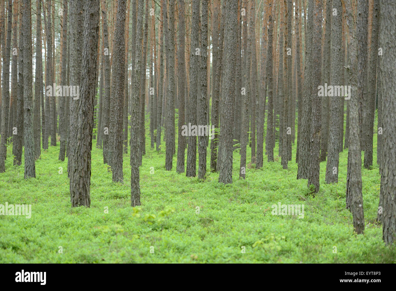 Wood, Scots pine, Pinus sylvestris, scenery Stock Photo - Alamy