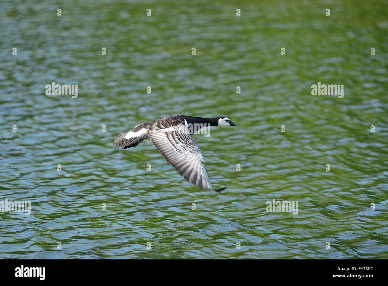 barnacle goose, Branta leucopsis, side view, flying Stock Photo - Alamy