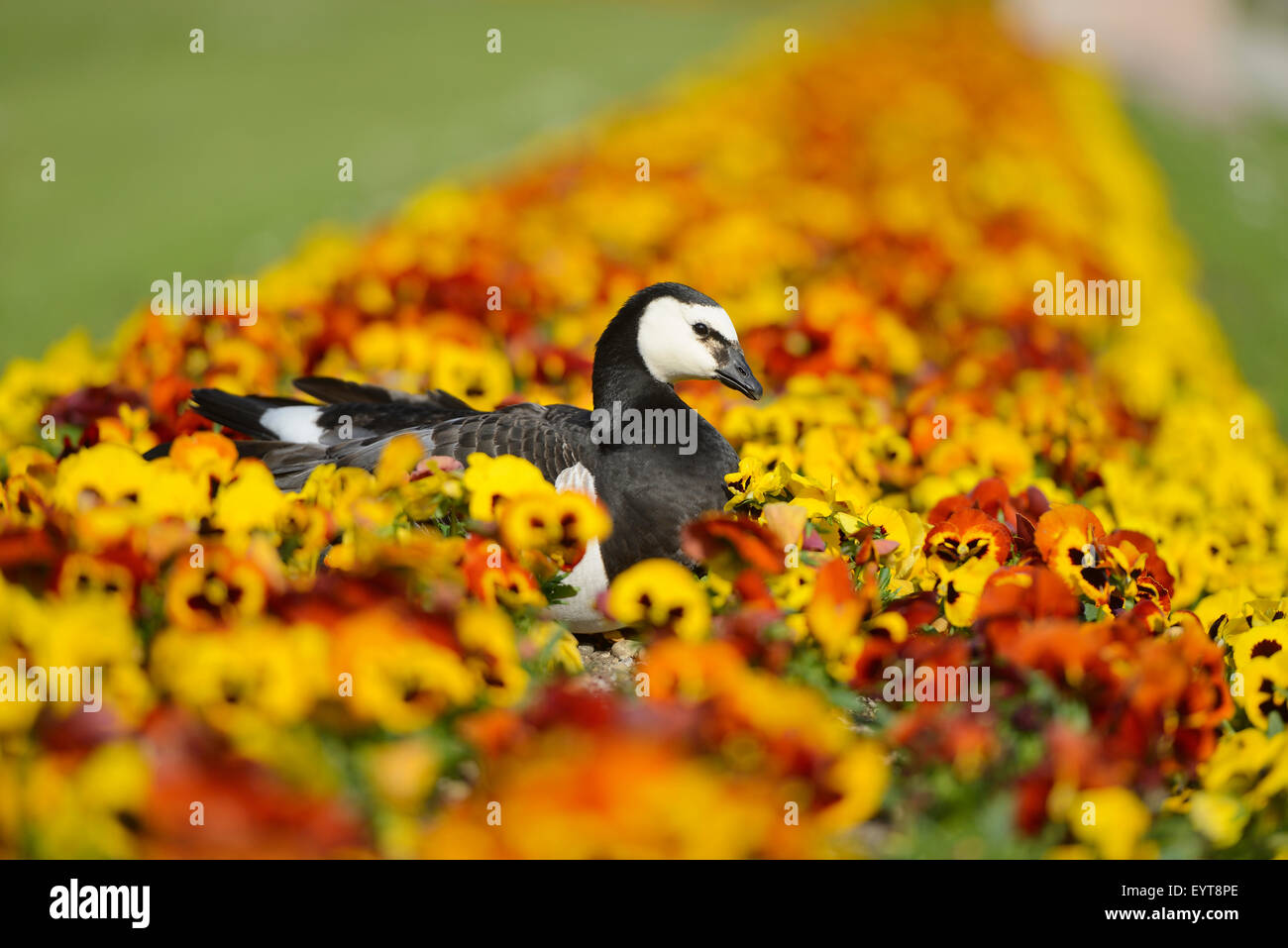 barnacle goose, Branta leucopsis, flowerbed, side view, lying Stock ...