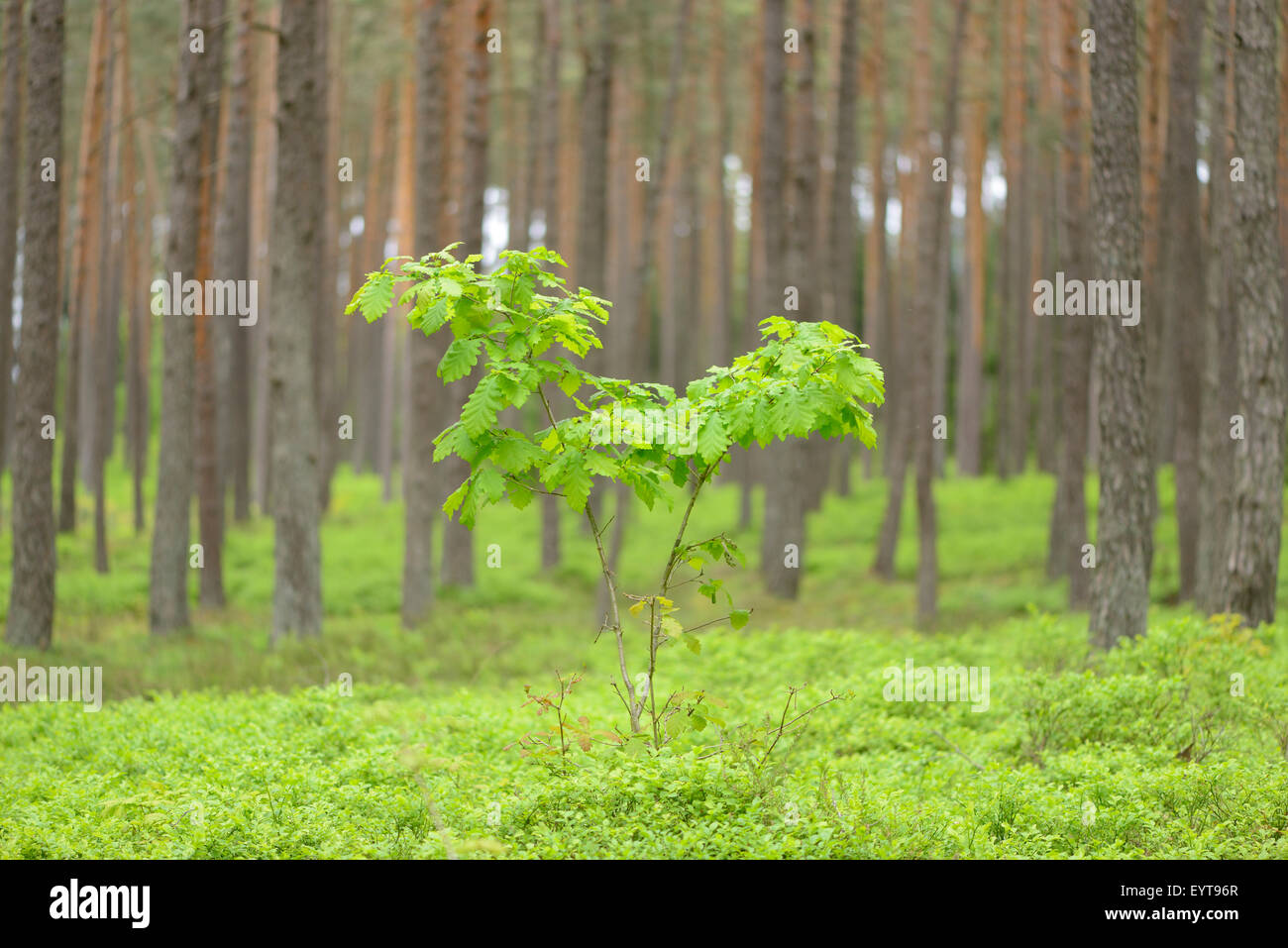 Upper pinewood hi-res stock photography and images - Alamy