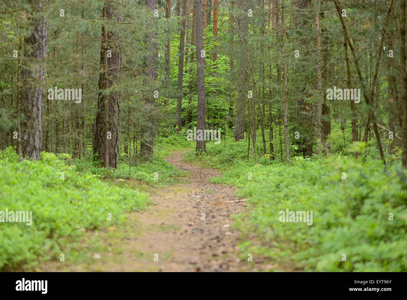 way, pinewood, Pinus sylvestris, scenery Stock Photo - Alamy