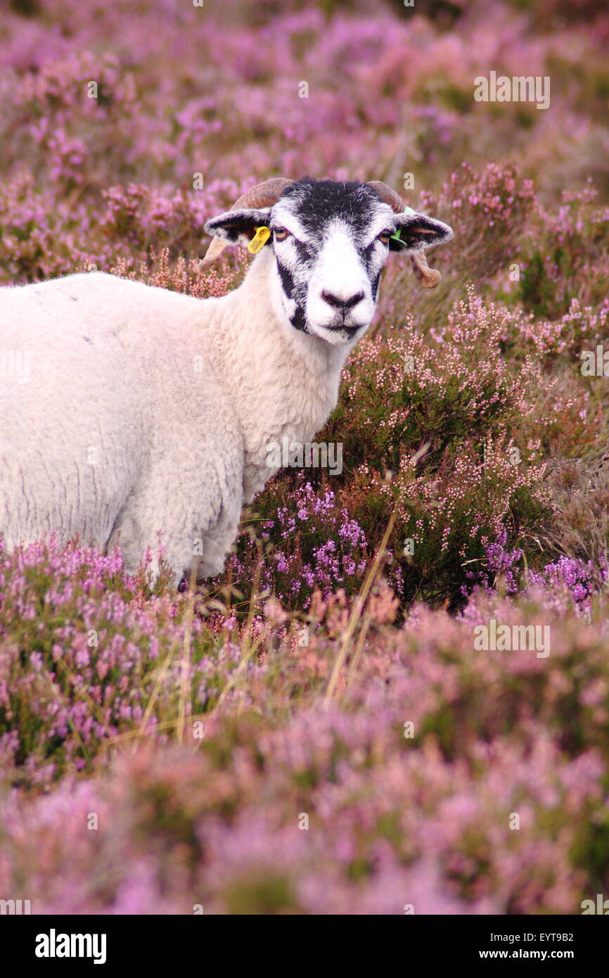 Sheep in the moors hi-res stock photography and images - Alamy