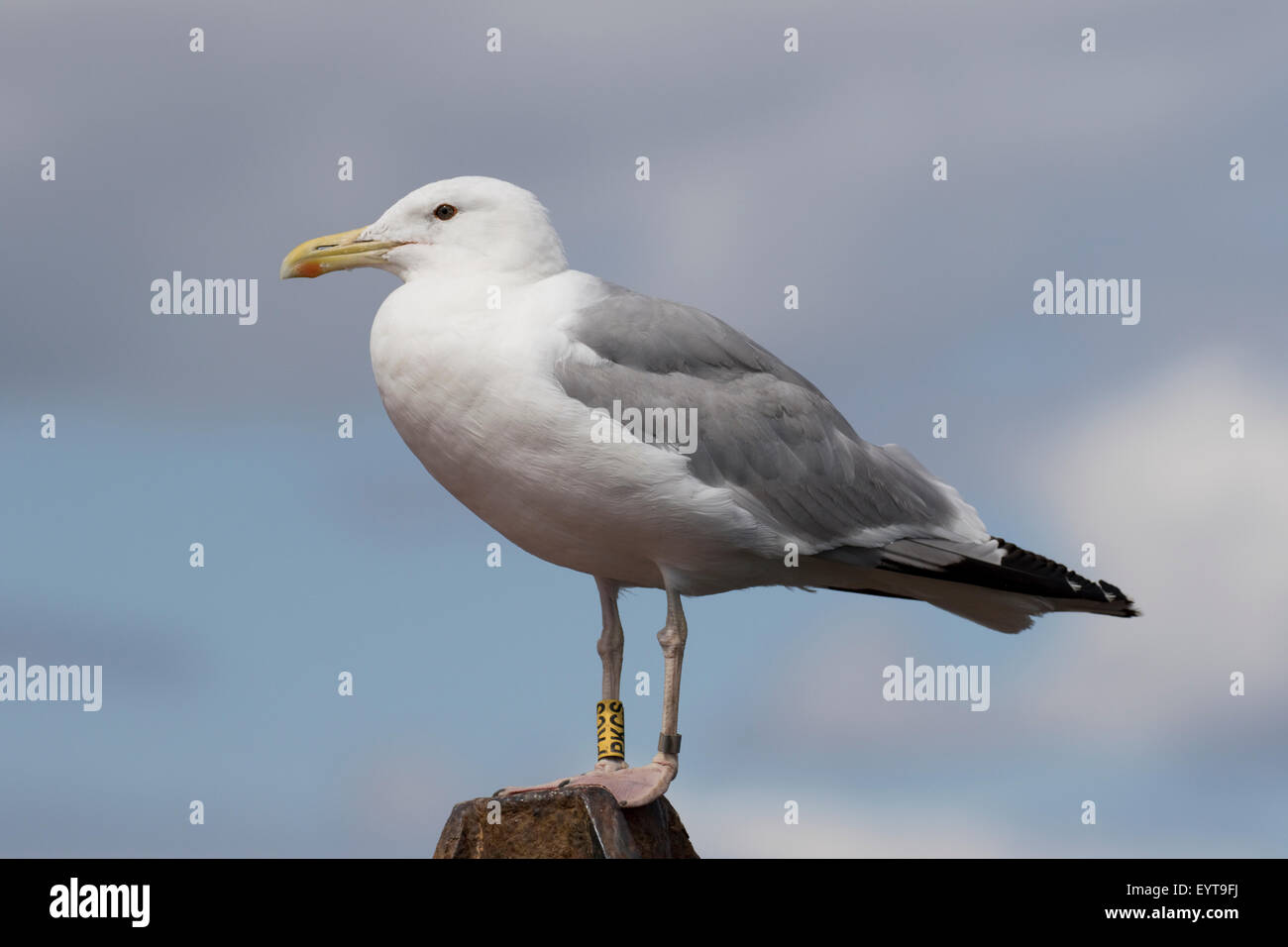 Caspian gull with colour ring Stock Photo - Alamy