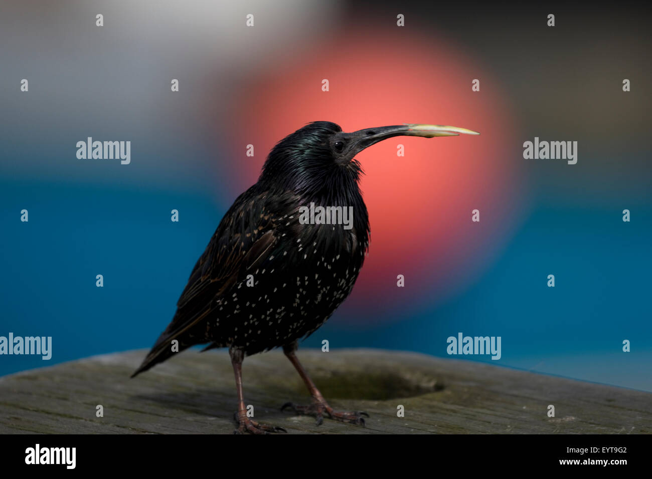 Tim bill hi-res stock photography and images - Alamy