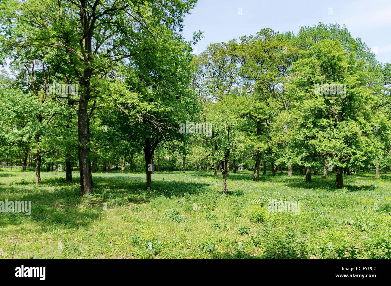 Panorama of a beautiful green forest in summer, Ludogorie, Bulgaria ...