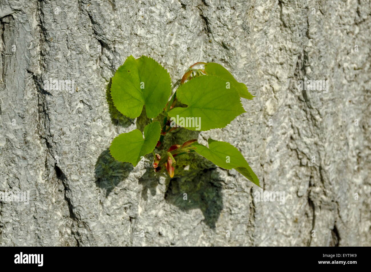 Background of new sprout twig over Linden Tree (lime tree) bark ...