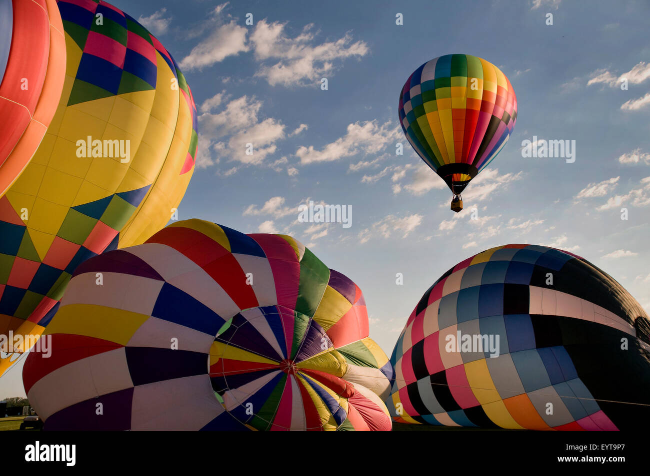 One hot-air balloon ascending above other inflating balloons at a ...