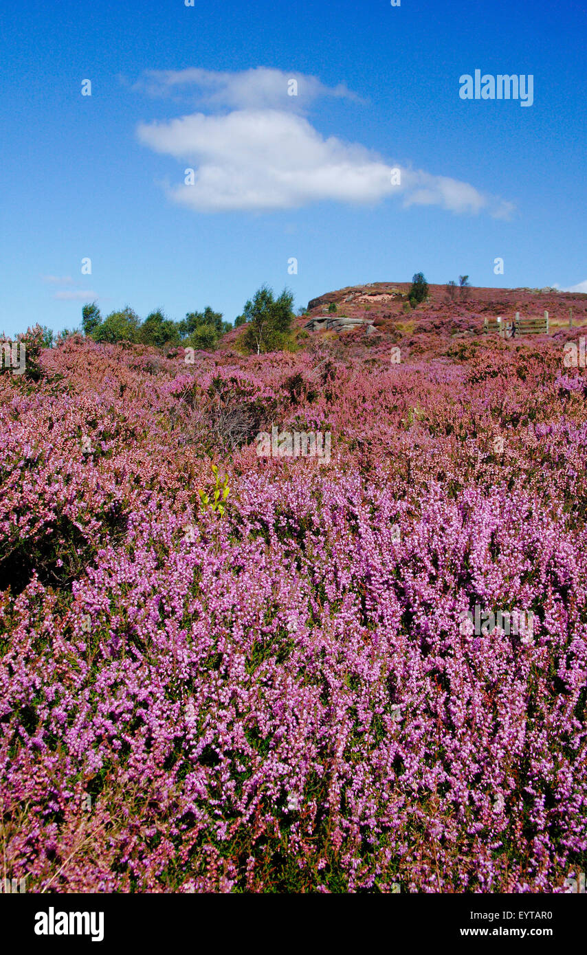 Ling heatHER (calluna vulgaris) flowers across moorland on Millstone ...