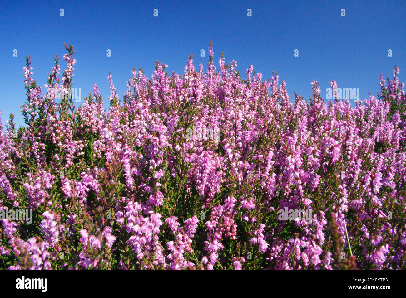 Ling heather (calluna vulgaris) flowering on moorland in the Peak ...