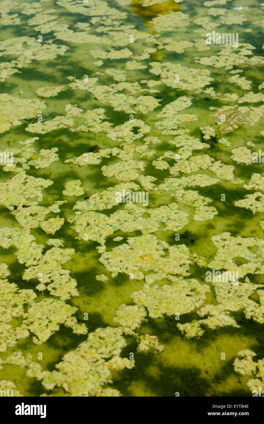 Algae in a pond Stock Photo - Alamy