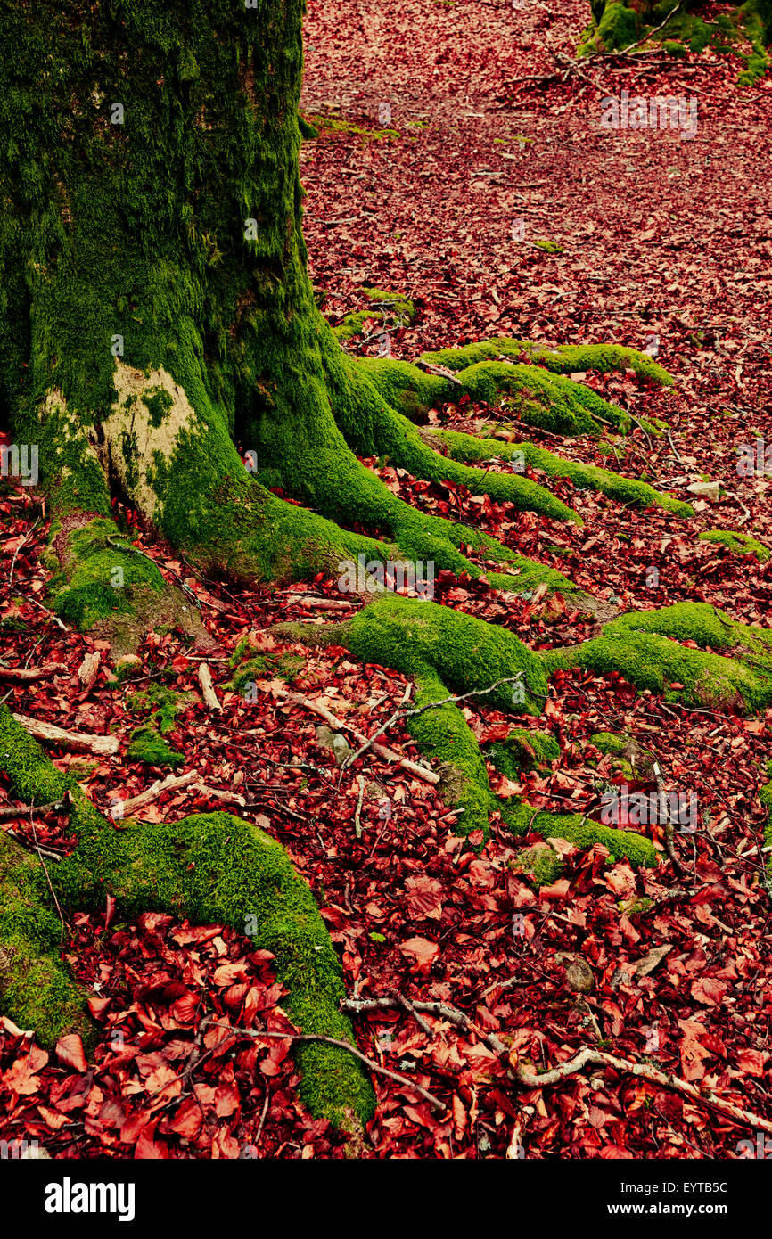 Oaken trees hi-res stock photography and images - Alamy