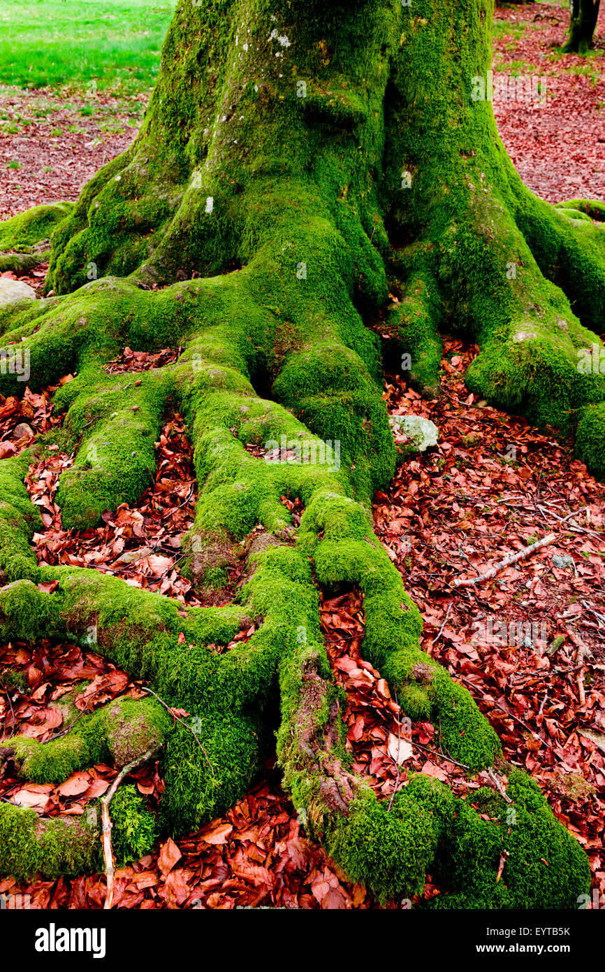 Oaken trees hi-res stock photography and images - Alamy
