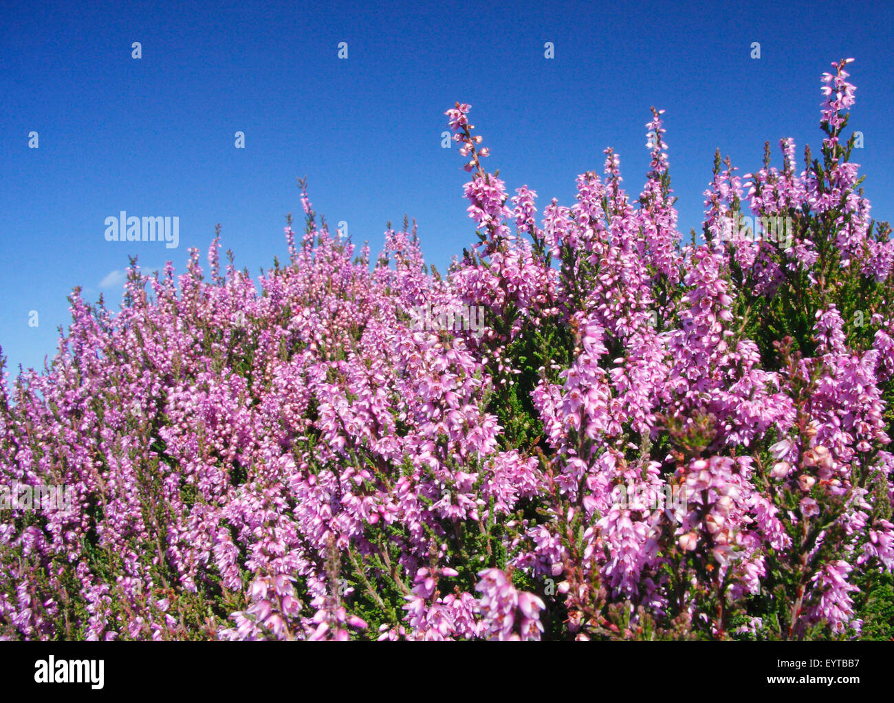 Ling heather (calluna vulgaris) grows on moorland in the Dark Peak ...