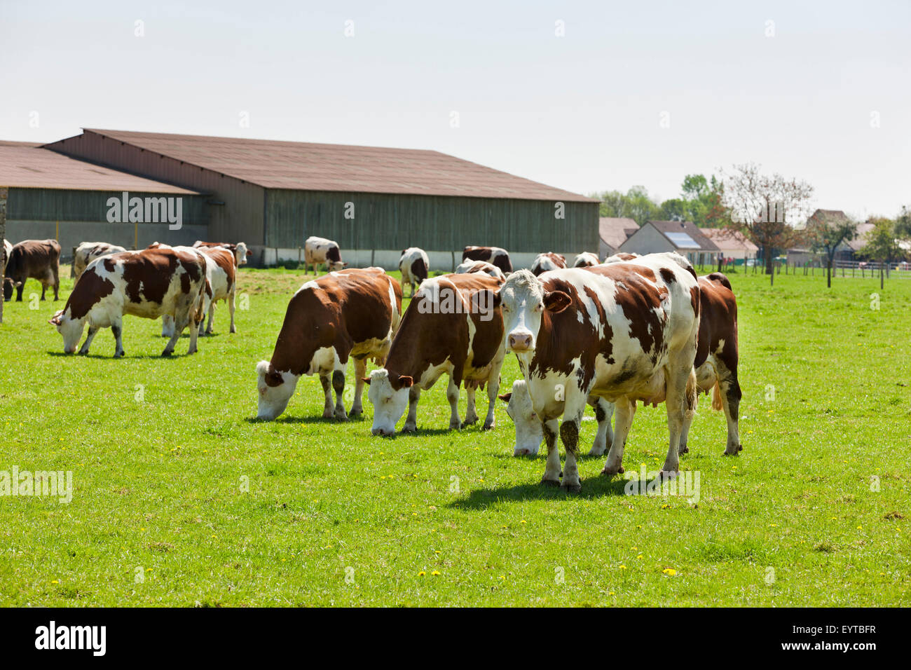 Cows on the farm Stock Photo - Alamy