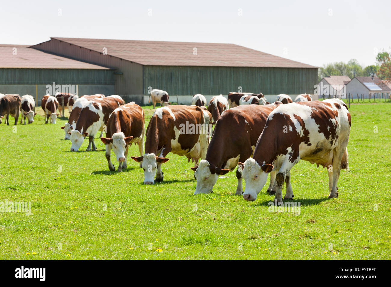 Cows on the farm hi-res stock photography and images - Alamy