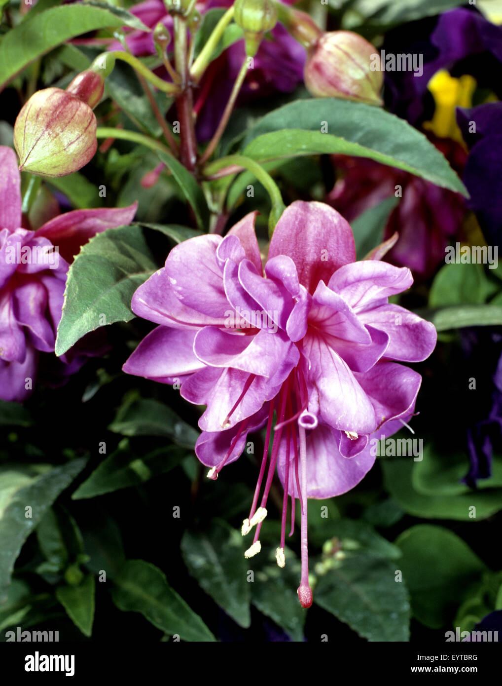 Fuchsia blumen hi-res stock photography and images - Alamy