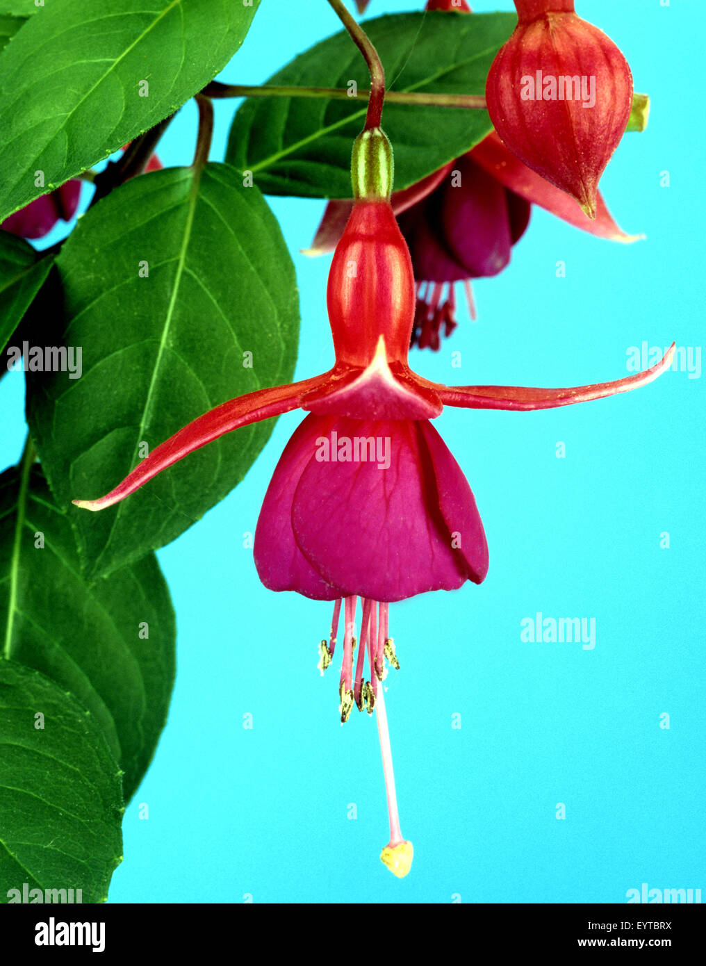 Fuchsie hi-res stock photography and images - Alamy