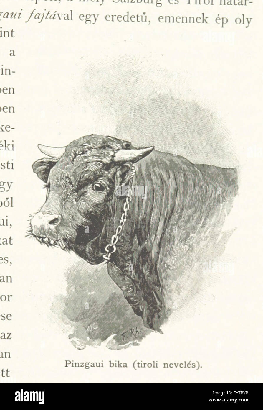 Photograph from 'Az Osztrák-Magyar Monarchia,' showing a visual ...