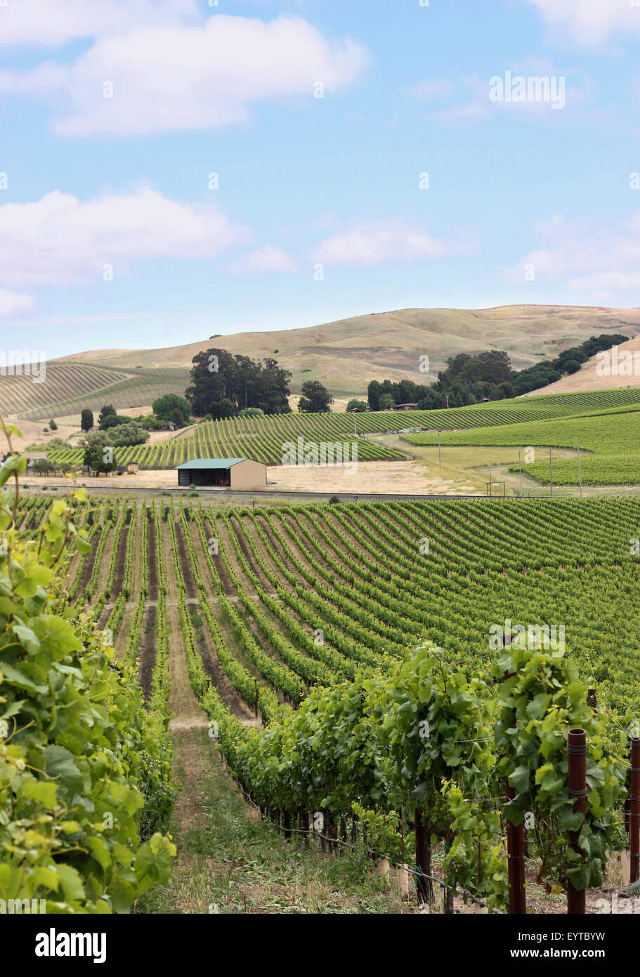 Vineyard hill in napa valley Stock Photo - Alamy