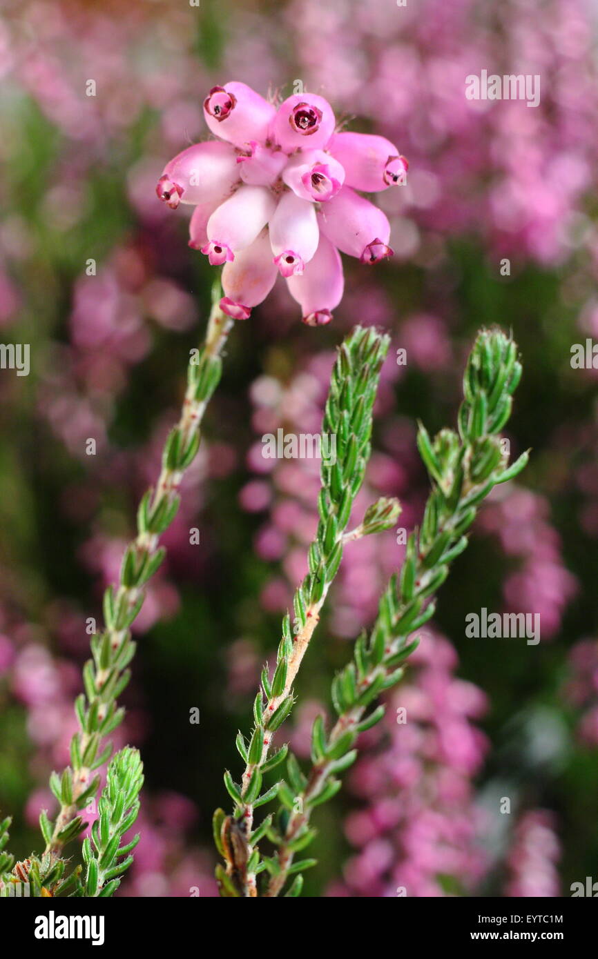 Cross-leaved heath (erica tetralix) flowering in the Peak District ...