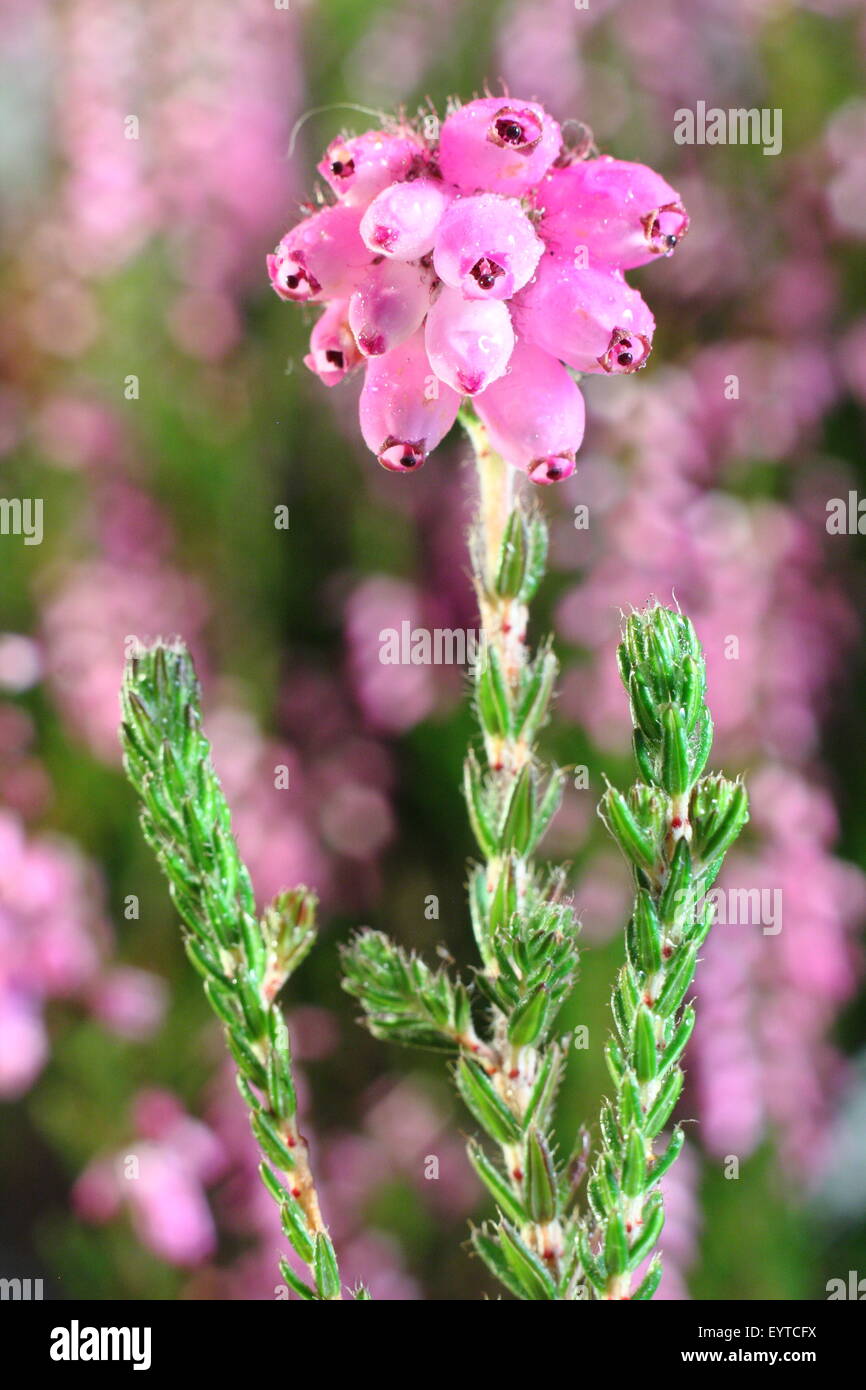 Cross-leaved heath (erica tetralix) flowering in the Peak District ...