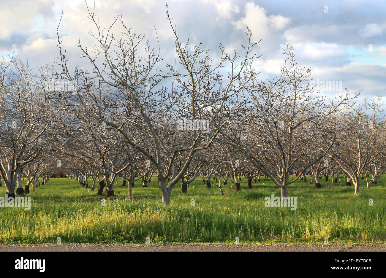 Plantation row hi-res stock photography and images - Alamy