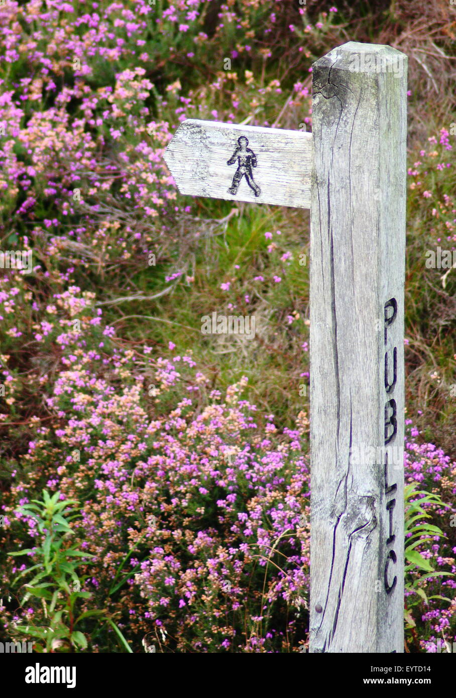 Ling heather (calluna vulgaris) grows on moorland by a public footpath ...