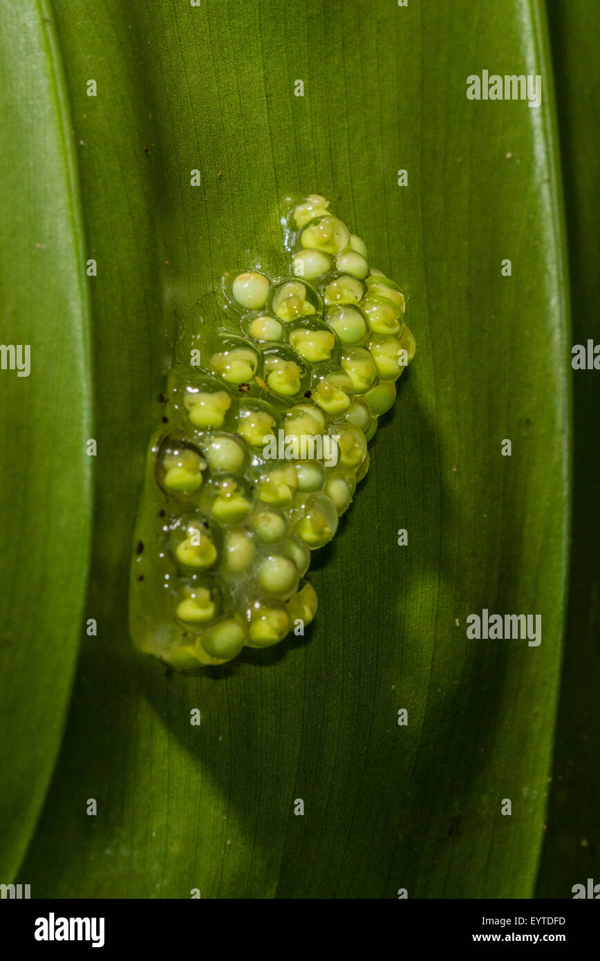 Frog egg hi-res stock photography and images - Alamy