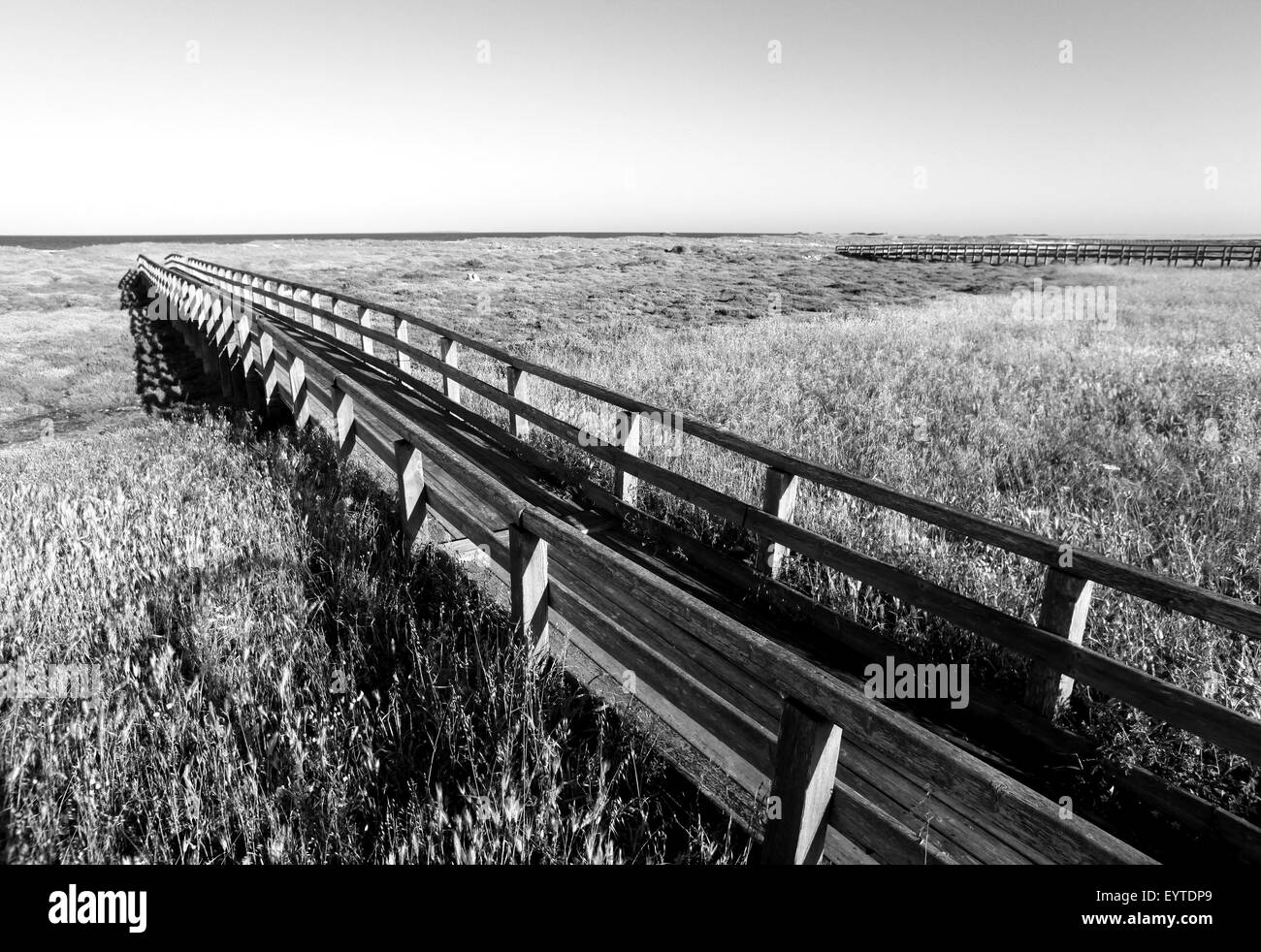 Marshy landscape Black and White Stock Photos & Images - Alamy