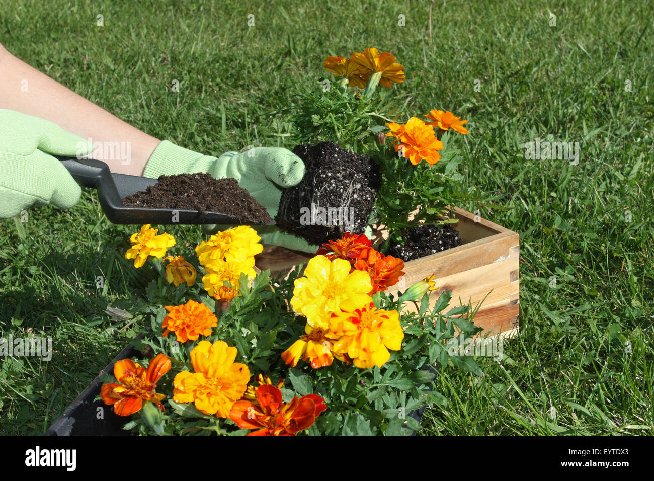 Planting colorful spring flowers outdoors Stock Photo - Alamy