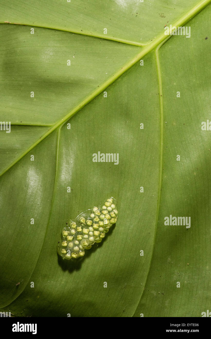 Red eyed tree frog eggs hi-res stock photography and images - Alamy