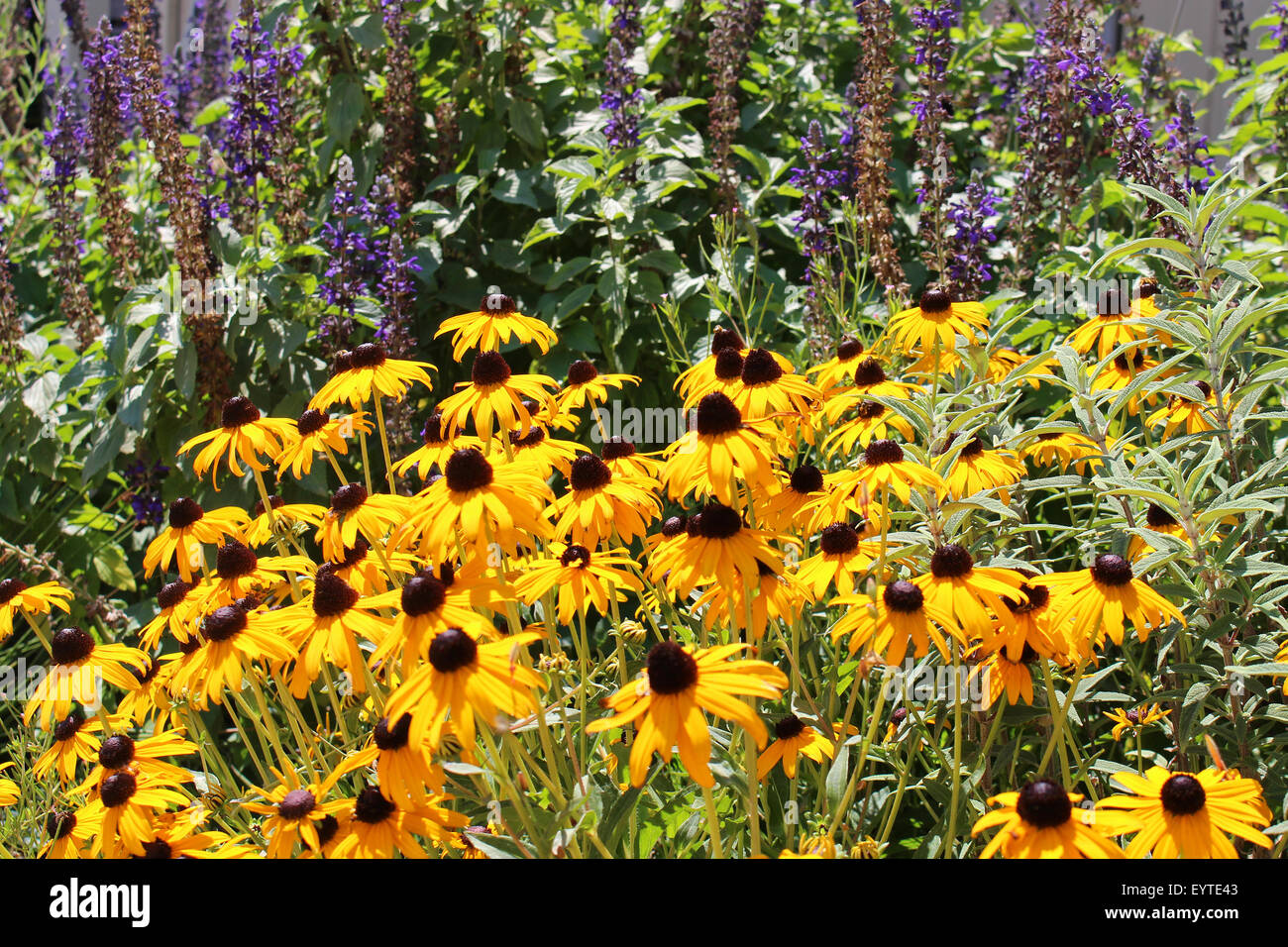 Wild flower lawn hi-res stock photography and images - Alamy