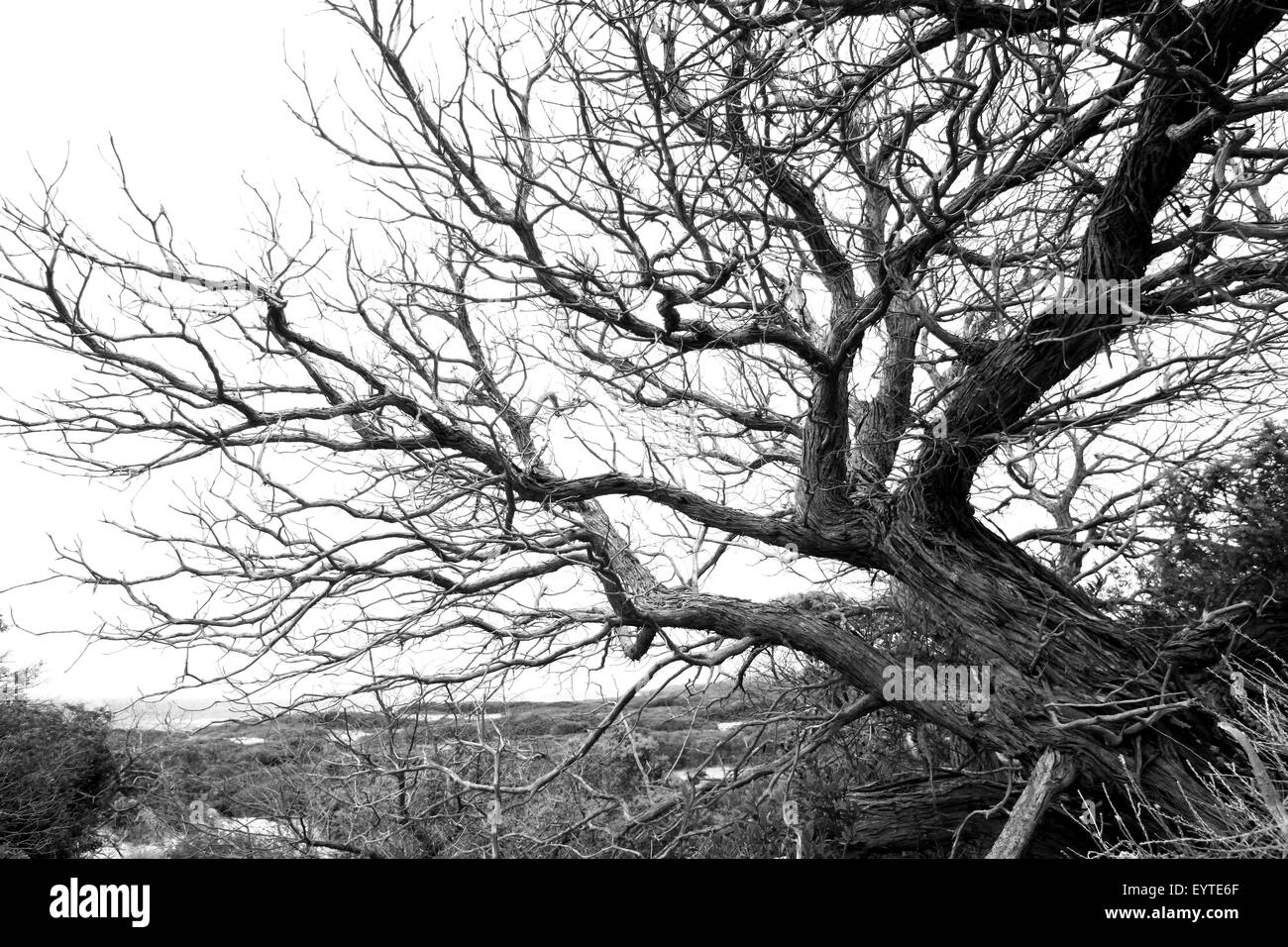Dead tree island Black and White Stock Photos & Images - Alamy