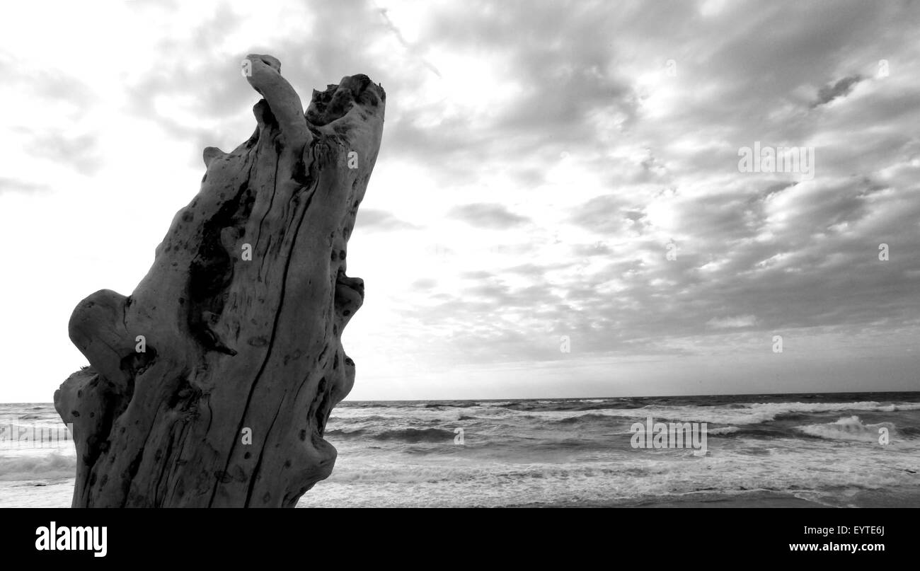 Italy, Sardinia, beach, trunk, close-up, detail, s/w Stock Photo - Alamy