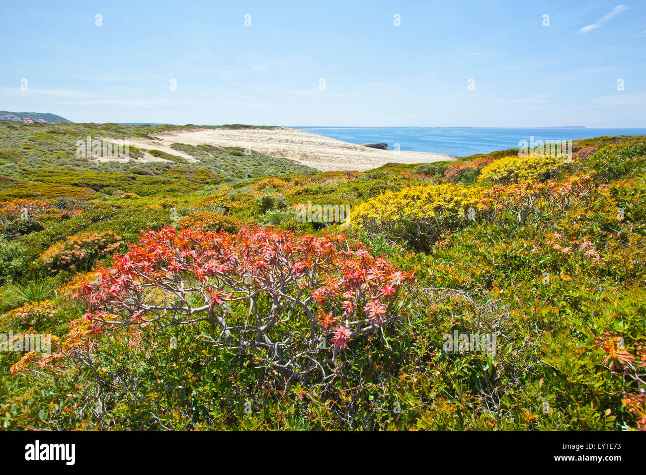 Italy, Sardinia, blooming Macchia Stock Photo - Alamy